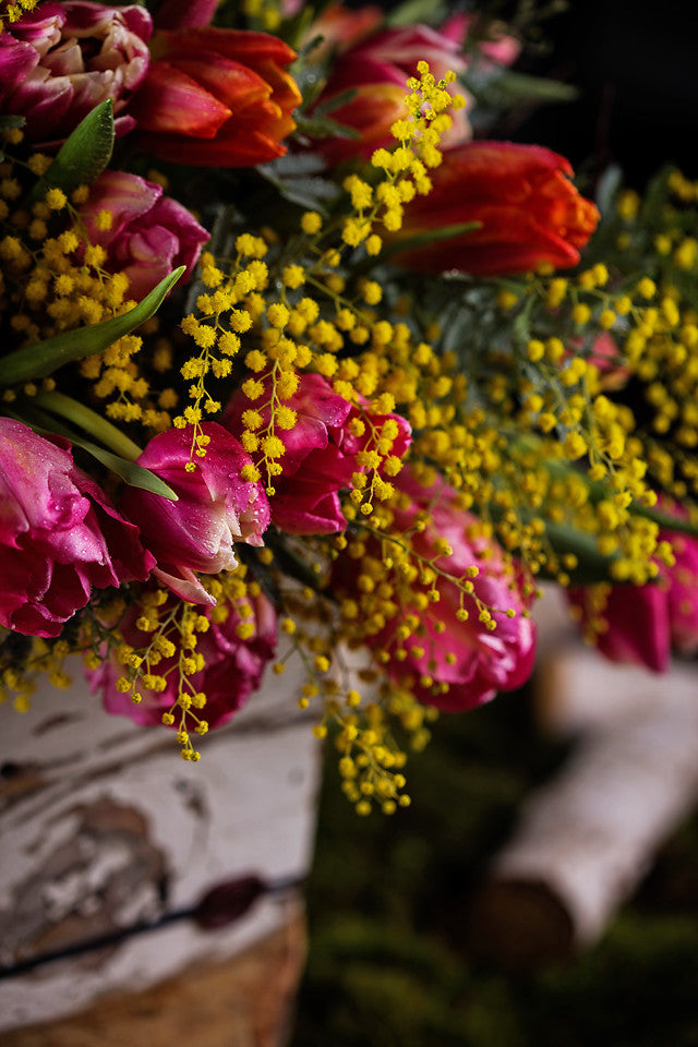 Tulips Tallulah – DIRT Flowers